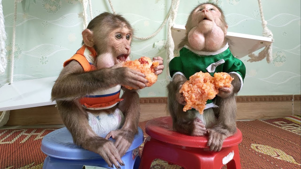 OMG 😱 Two greedy monkeys fight for each other's food, causing their necks to explode - YouTube