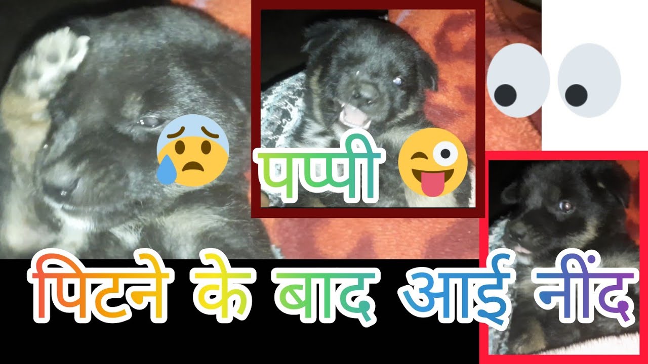 पप्पी// पिटने के बाद आई नींद//youtube viral video Noti pappy dog 🐕 ...