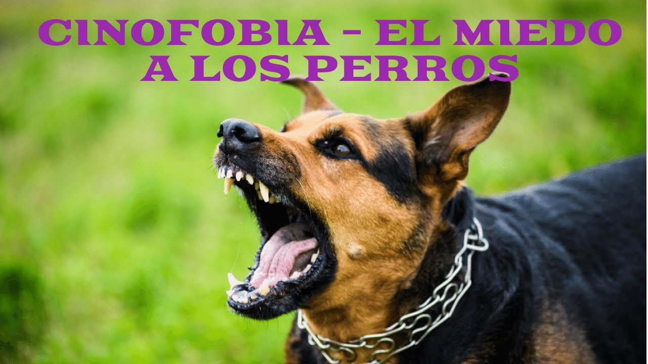 Cinofobia: superar el miedo a los perros - YouTube