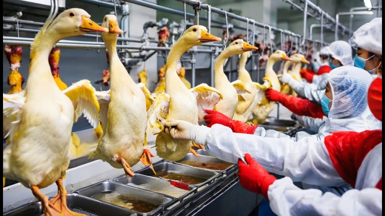 19.8 Thousand Tons Of Goose Meat are Harvested And Processed This Way ...