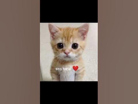 #эльгато - YouTube