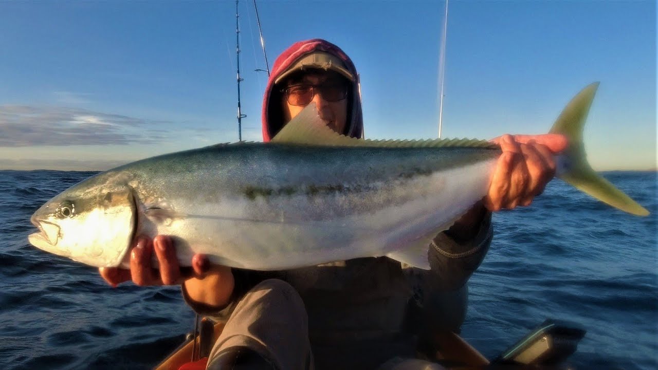 My BIGGEST kingfish of this season! | Sydney Kayak Fishing - YouTube
