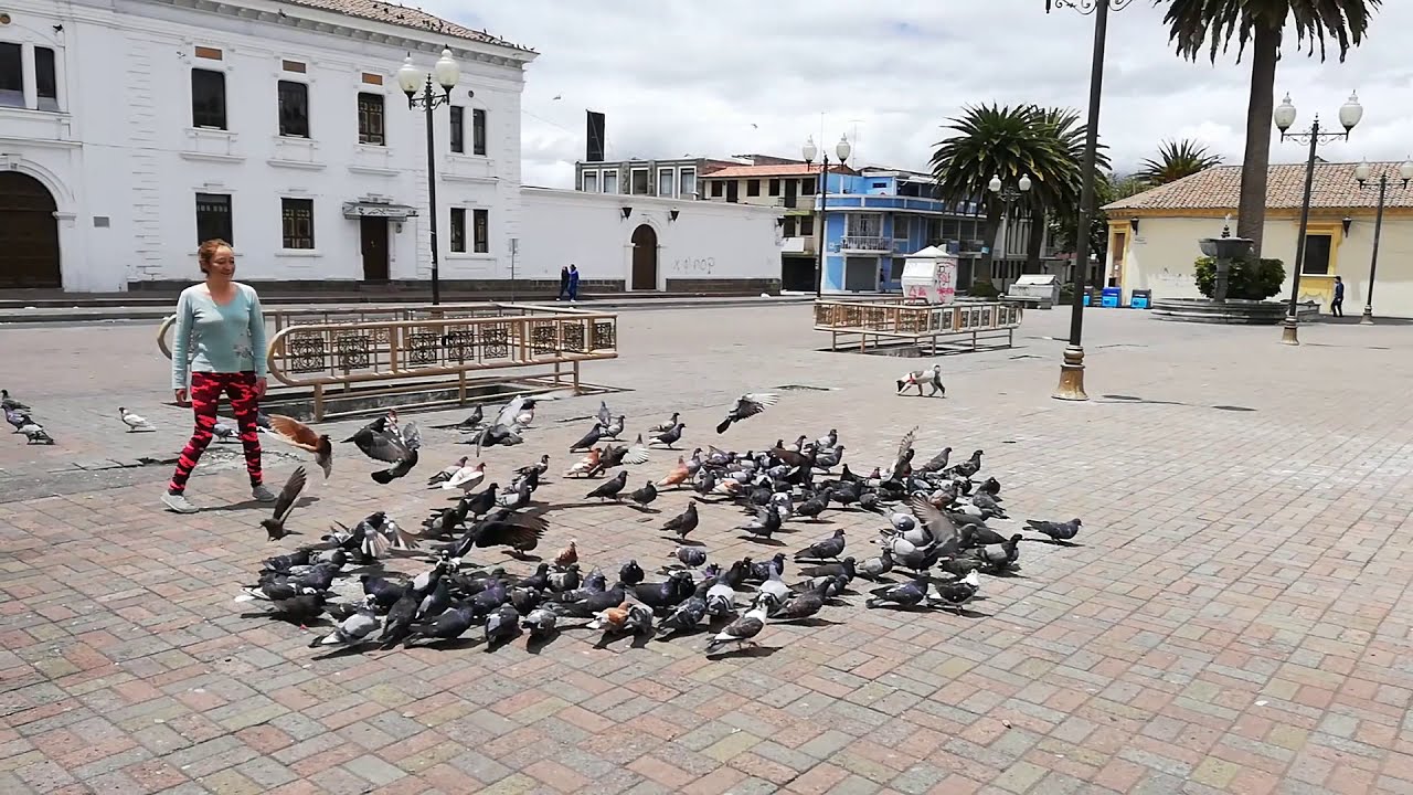 Alimentando palomas en la plaza - YouTube