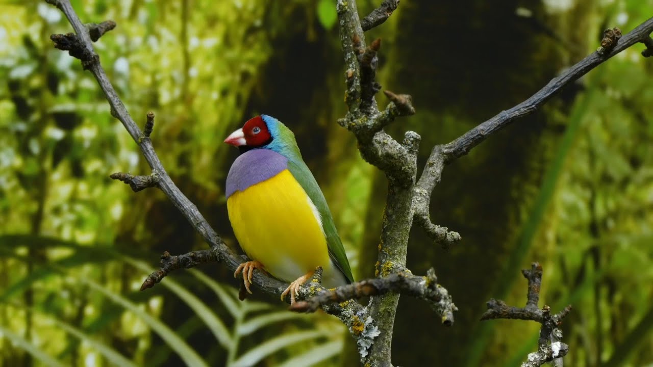 2 HOURS OF BIRDS SINGING / CHIRPING IN THE FOREST | CALMING | PEACEFUL ...