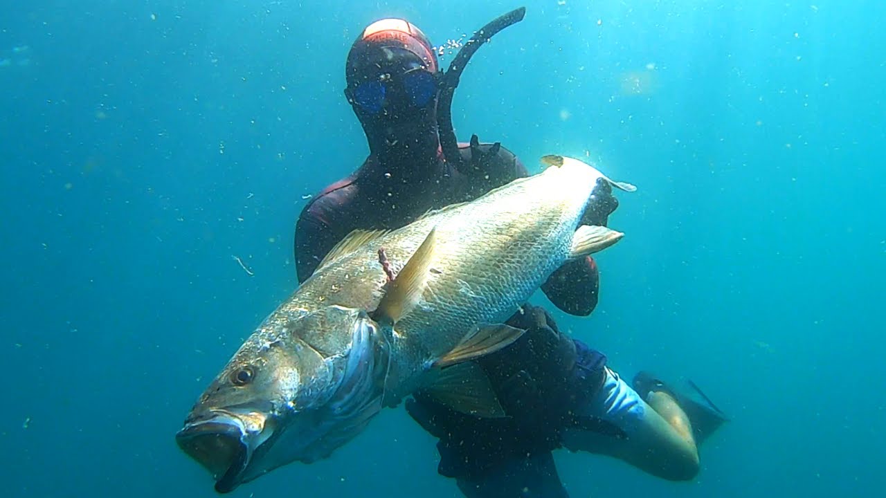 Spearfishing Jewfish/Kingfish & Samson Fish - East Coast Australia ...
