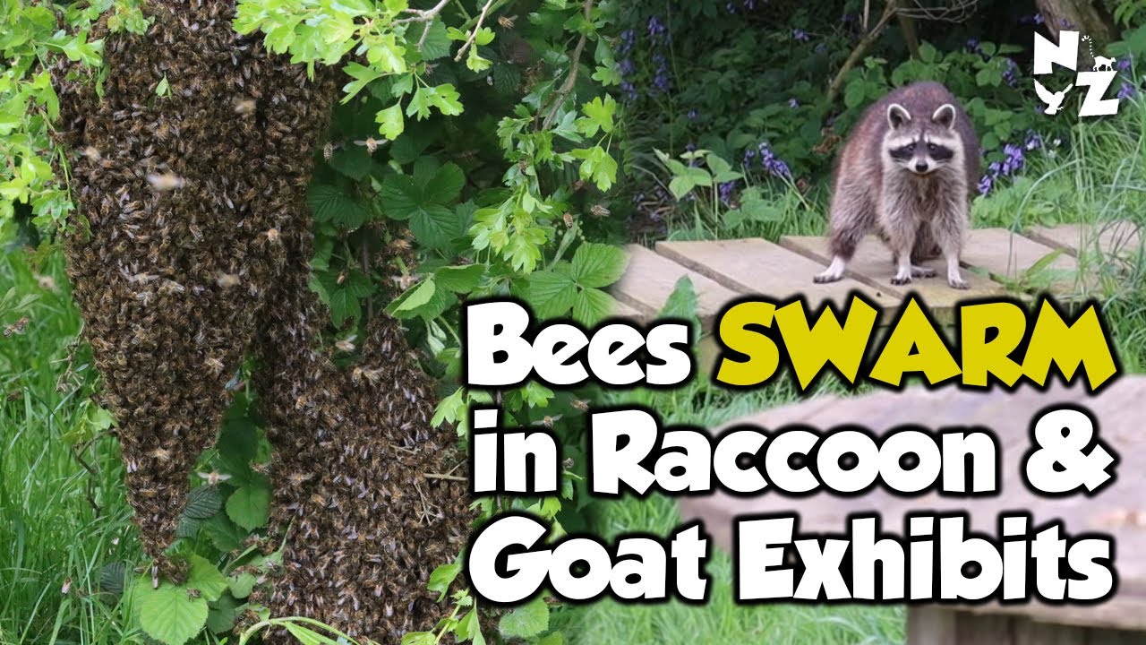 Catching Swarms of Honeybees at the Zoo! - YouTube