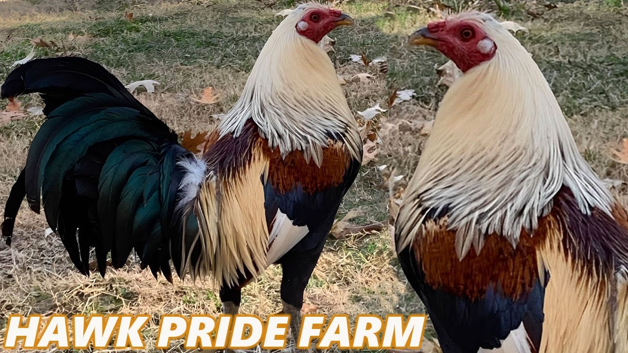 GREY HAWK PRIDE Farm - Beautiful Birds Farm Visit - YouTube