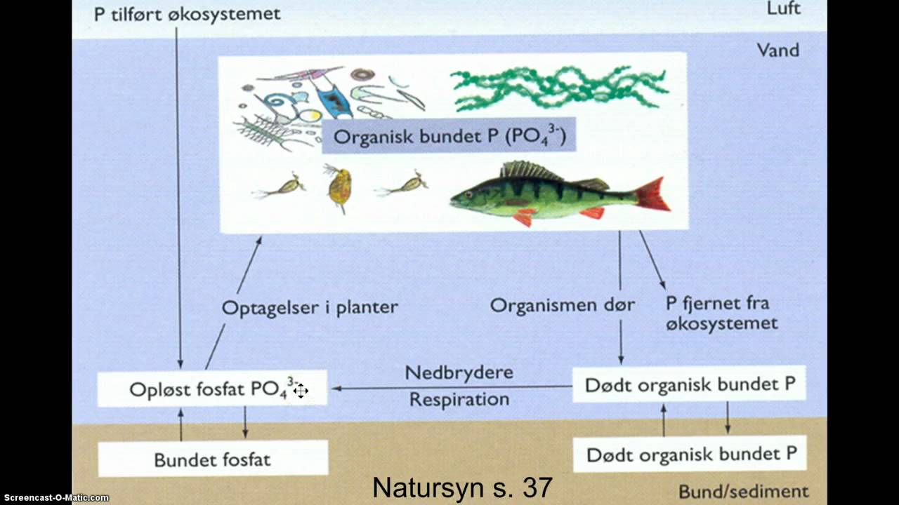 Fosforkredsløb - YouTube