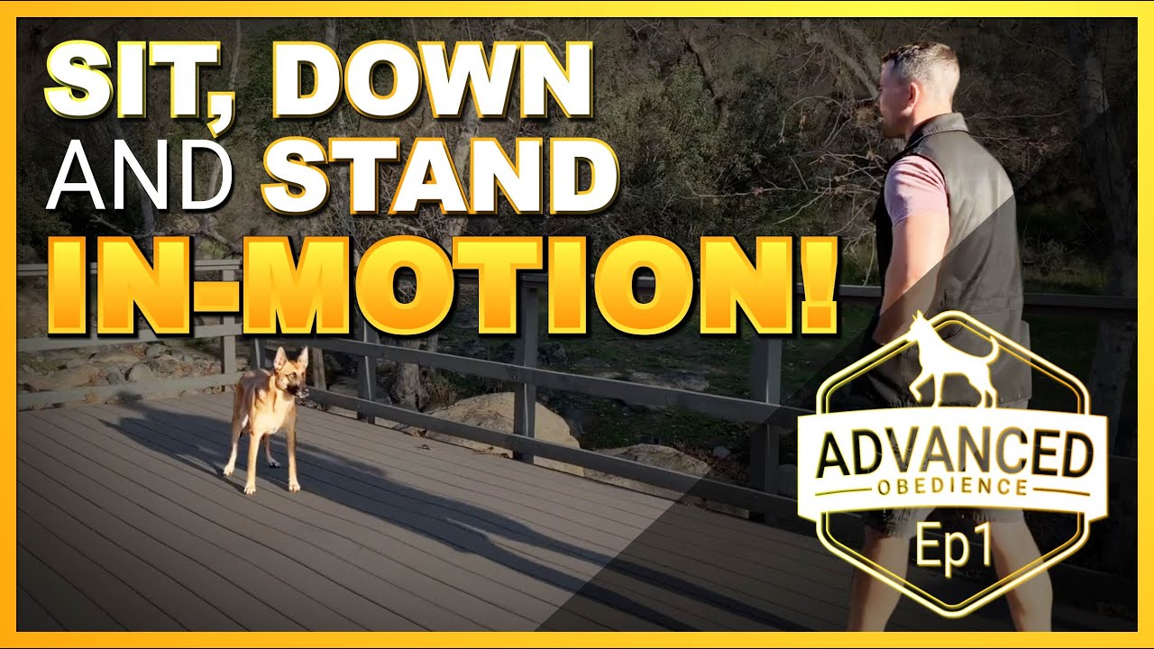 Teach your Dog to Perform a Sit, Down, or Stand IN-MOTION. - YouTube