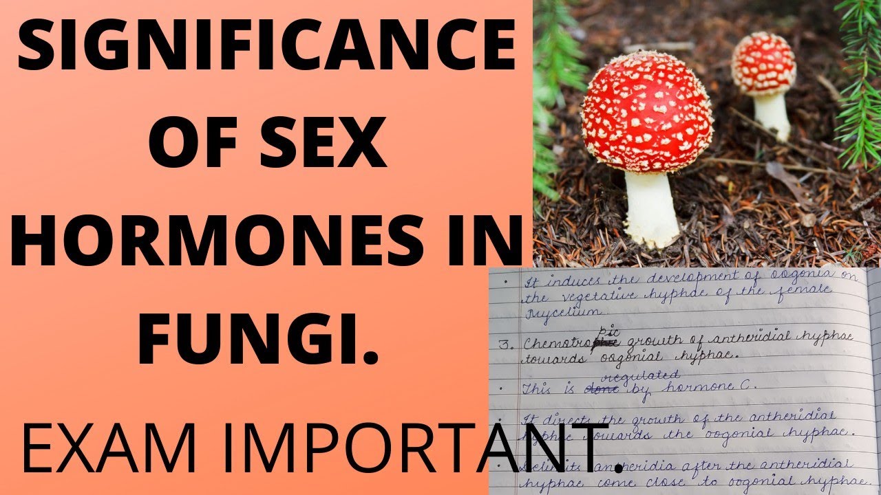 Significance Of Sex Hormones In Fungi Bsc Botany Youtube