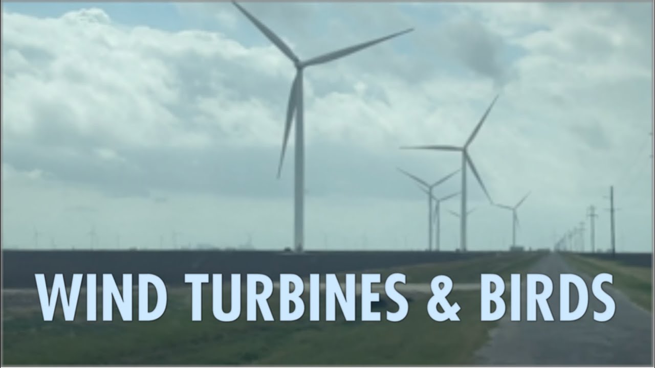 Wind Turbines & Birds - YouTube