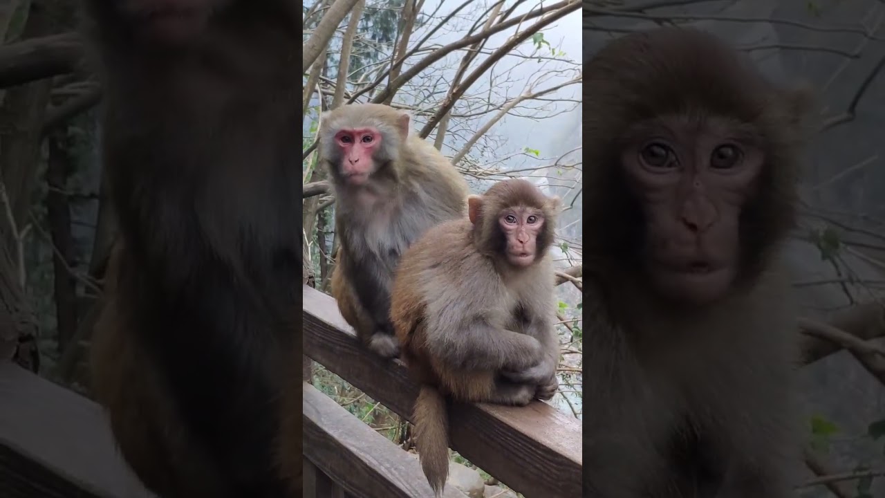 OMG😮🤩Best Monkey Moments#short - YouTube