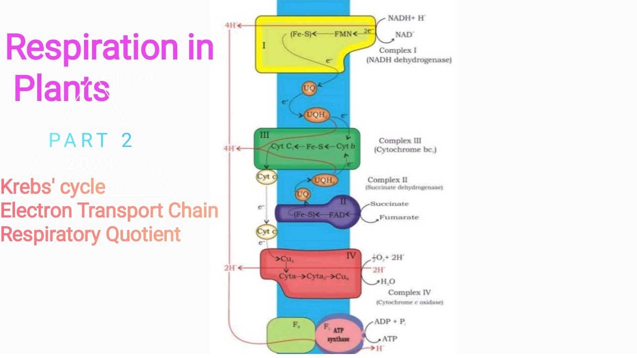 RESPIRATION IN PLANTS -2 KREBS' CYCLE|ELECTRON TRANSPORT CHAIN ...