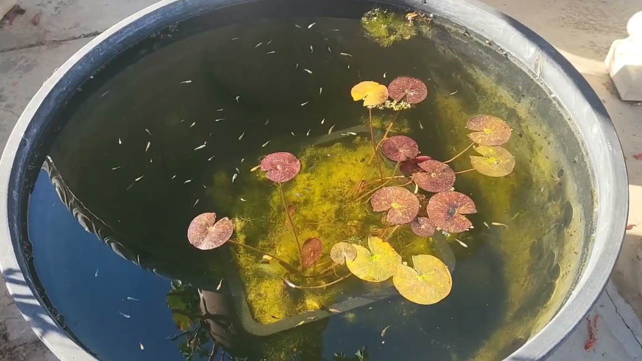 Medaka, top view Ranchu pond - YouTube