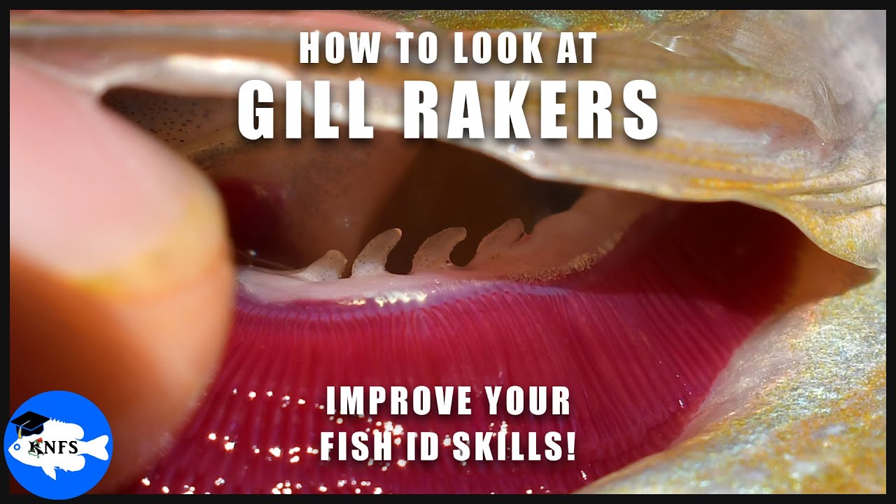 How To Examine Gill Rakers In Your Fish YouTube how-to-examine-gill-rakers-in-your-fish-youtube