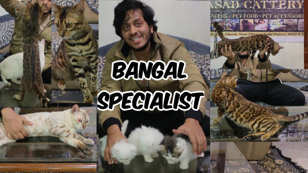 Asad Cattery Hyderabad Chowmahallah Palace | Bangal Cat's in HYD ...