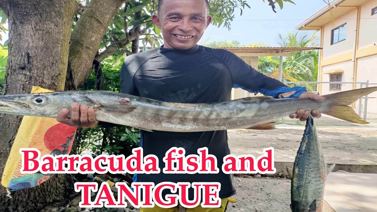 Vlog # 122 - I CATCH BIG BARRACUDA FISH AND TANIGUE - YouTube