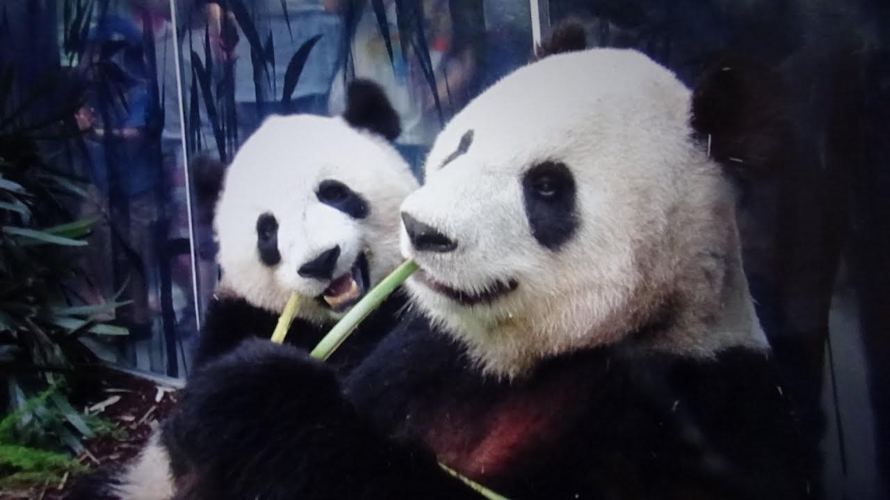 Panda Mama Er Shun & Son Jia Panpan at Calgary Zoo (June 2018) - YouTube