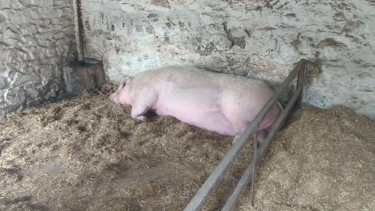 Snoring Pig - YouTube