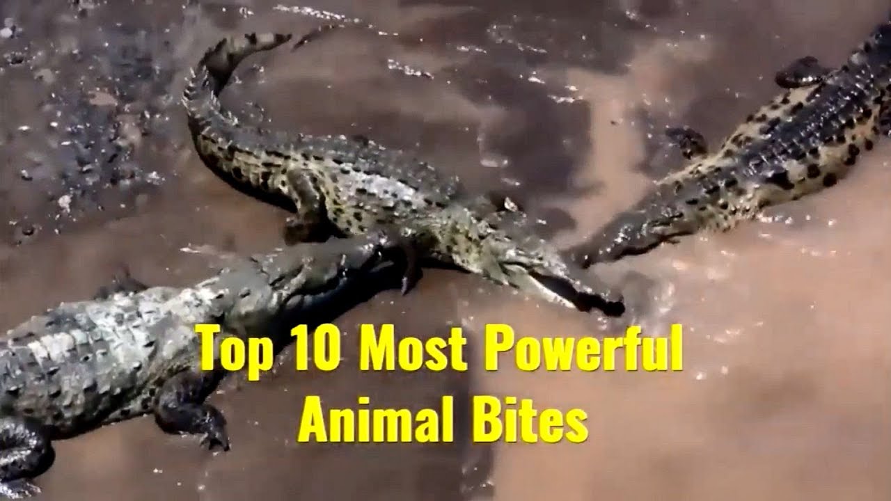 Top 10 Most Powerful Animal Bites - YouTube