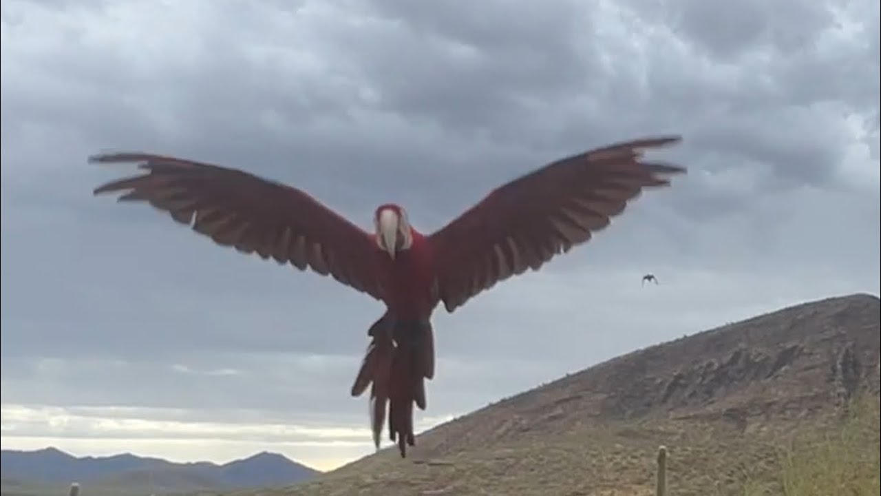 Flying macaws -Early fall morning in AZ. still hot, hot HOT. - YouTube