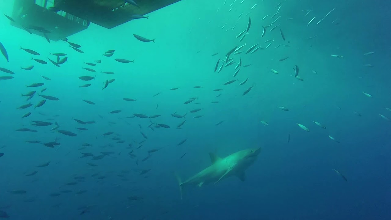 Hug Me; I'm a Great White Shark - YouTube