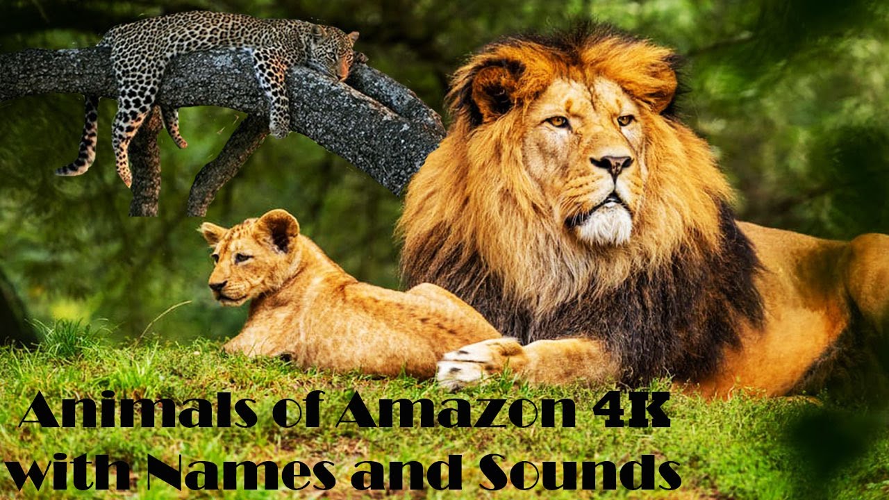 Amazon Wildlife In 4K - Animals That Call The Jungle Home | ANIMALS and ...