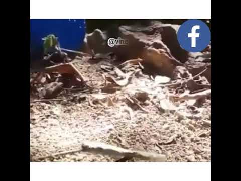 Esrar Chas Karınca 🐜 Kapmış Günün Nevalesini 🚬 Bu Saatten Sonra Cırcır Böceği Düşünsün Kışın Ortam