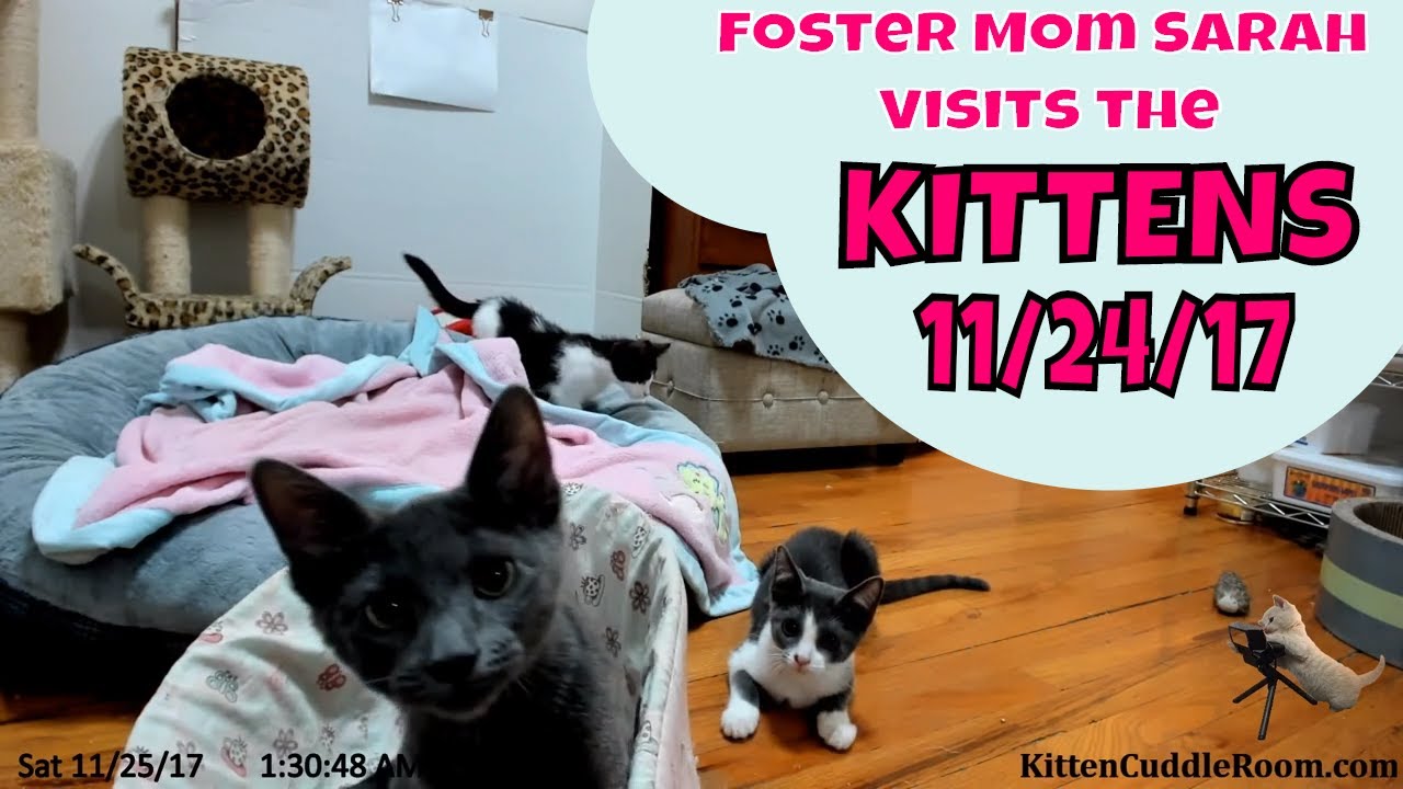 Foster Mom Sarah Visits the Kittens 11/24/17 Kitten Cuddle Room LIVE ...