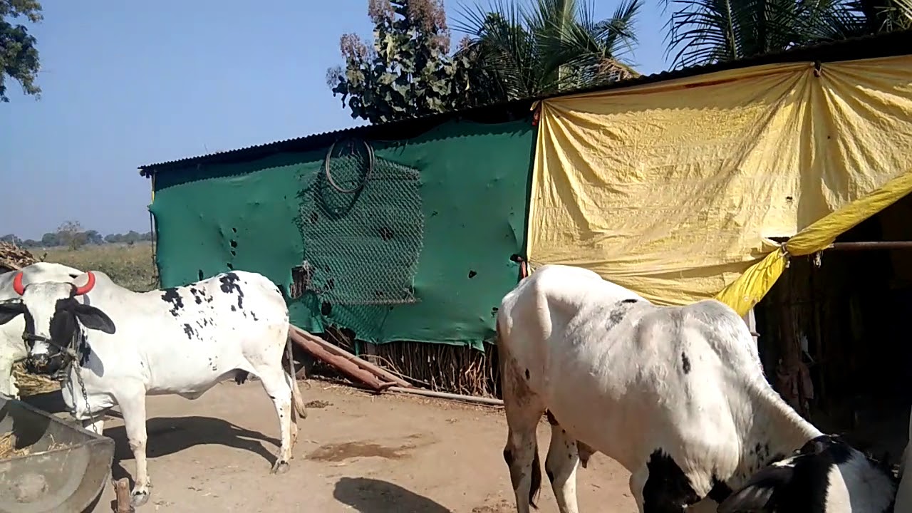 Deoni cow - YouTube