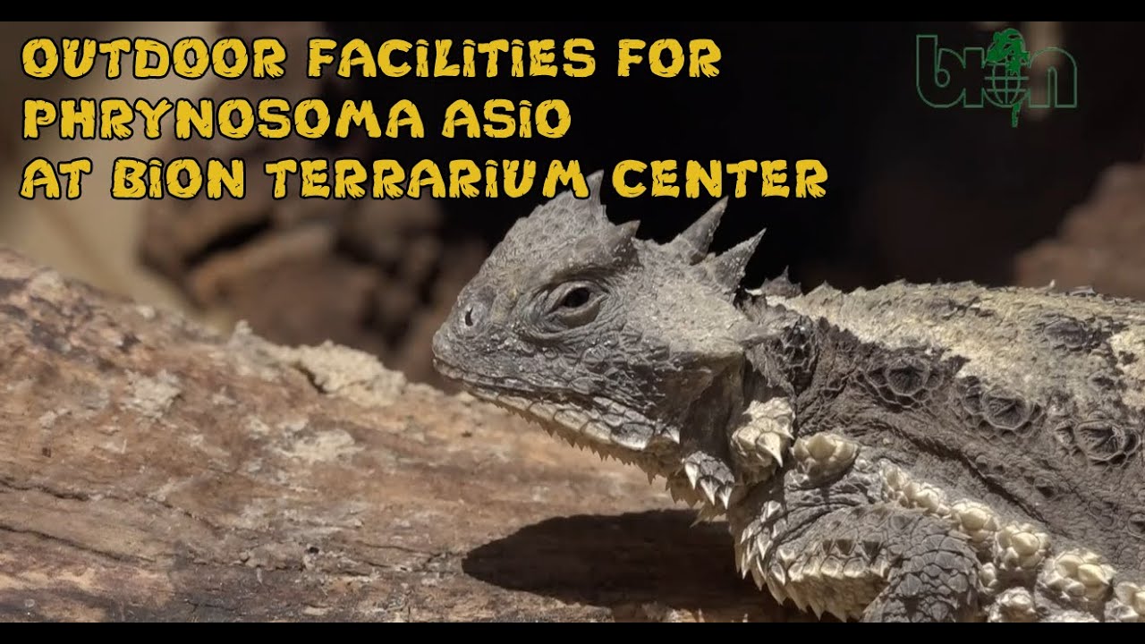 BION's outdoor facilities for giant horned lizards (Phrynosoma asio ...