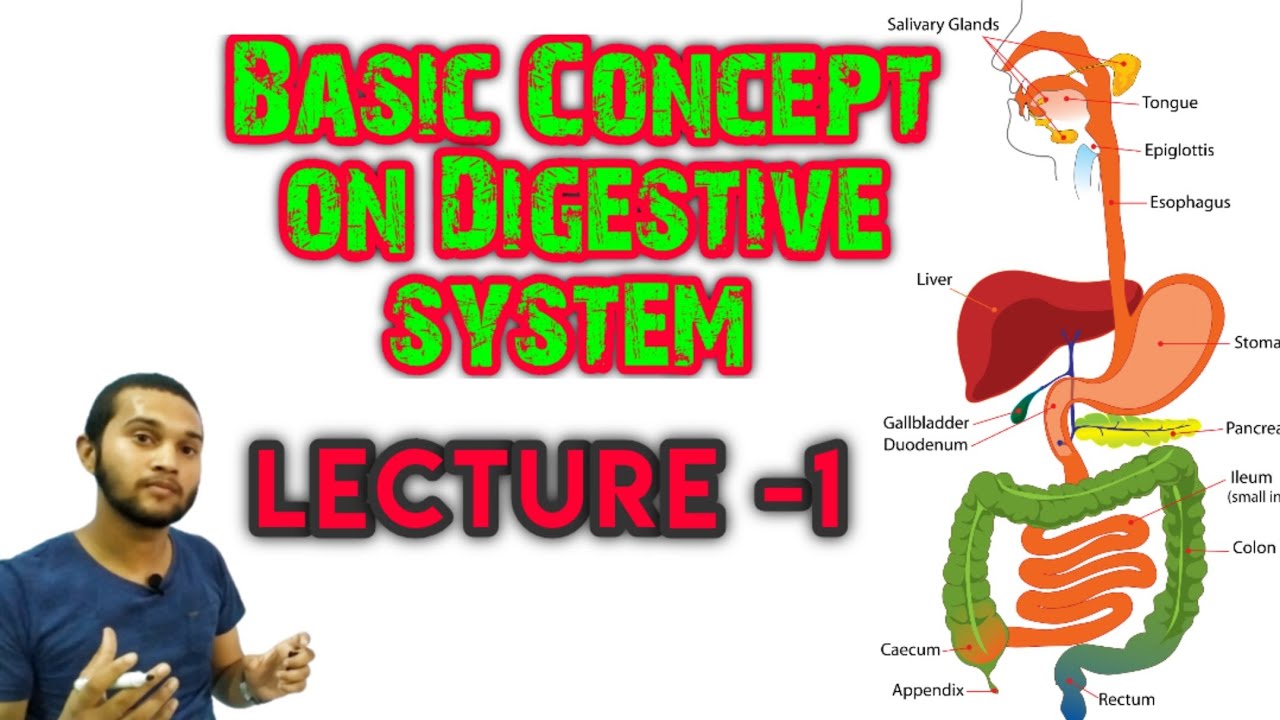 lecture -1, Basic concept of digestive system (teeth ) || The Common ...