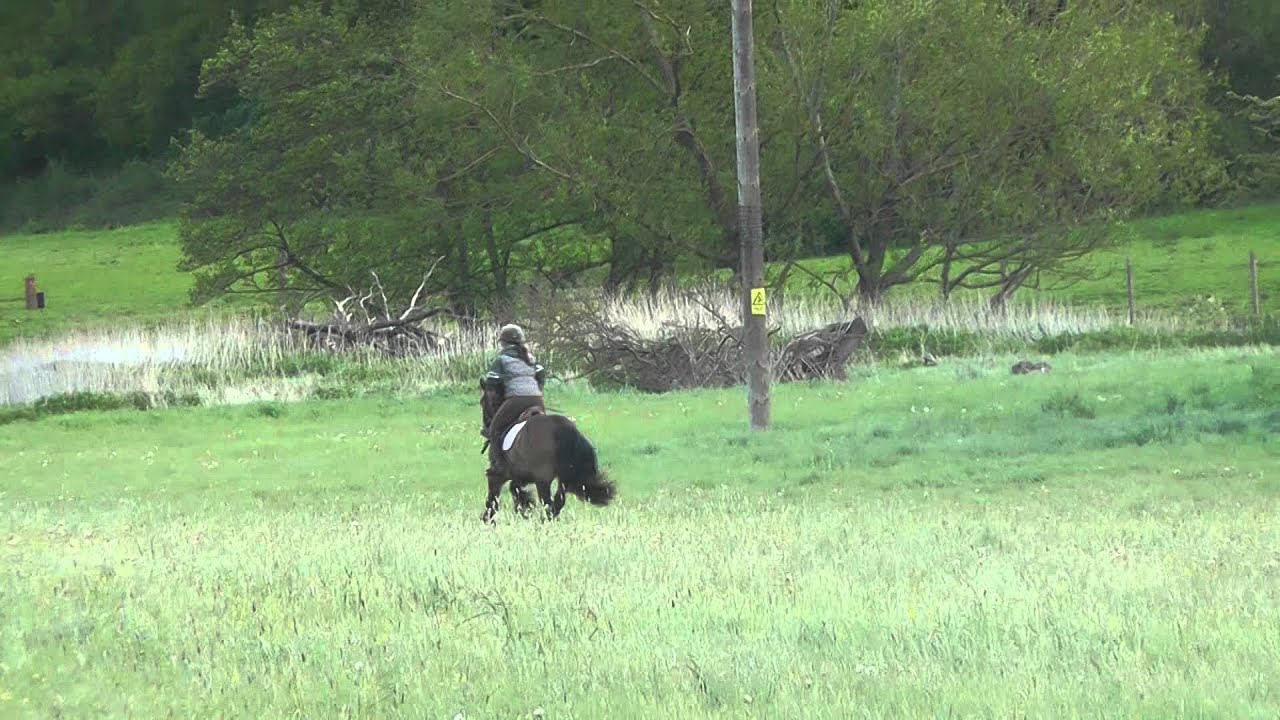 Jasper cantering round open field - YouTube