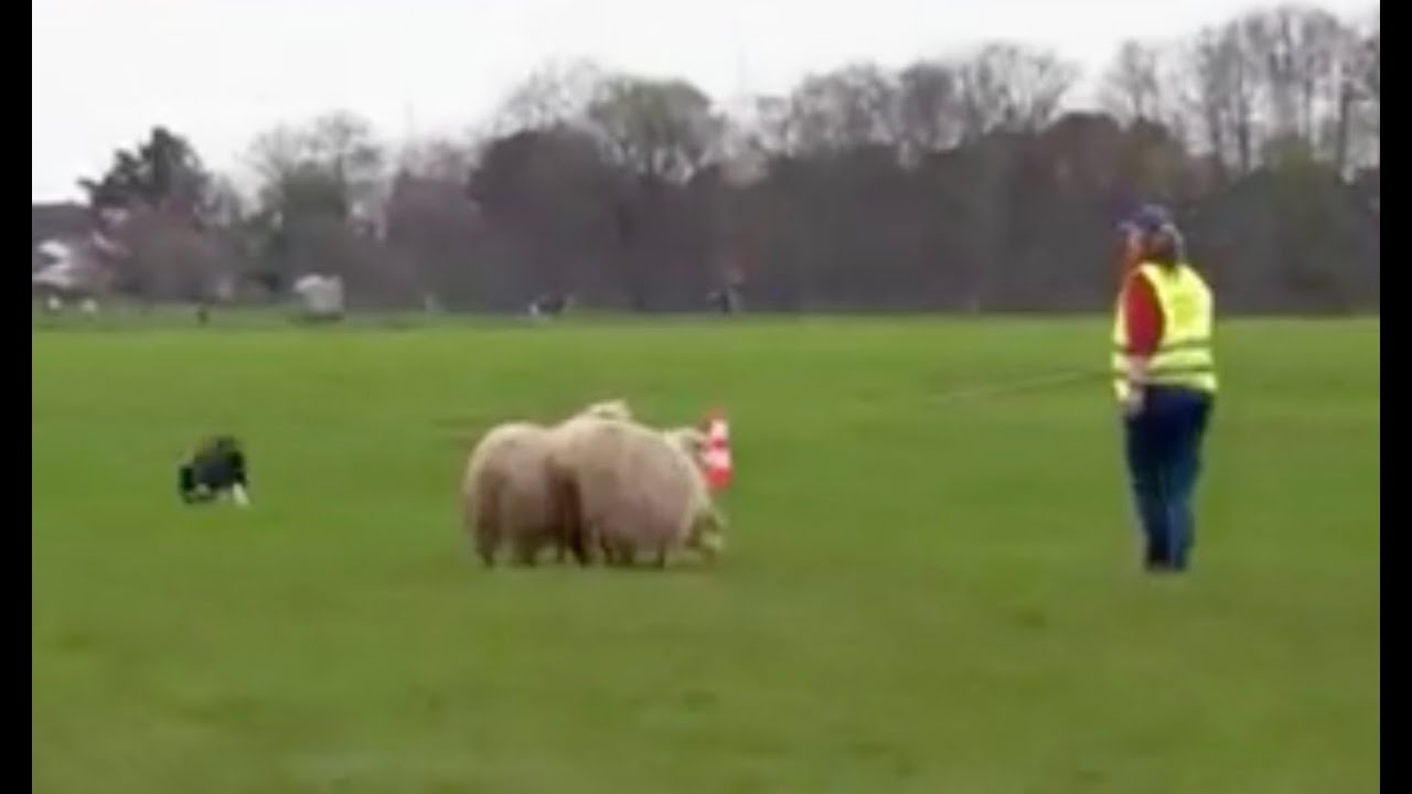 Bowie ENC 2024 field 1 - YouTube