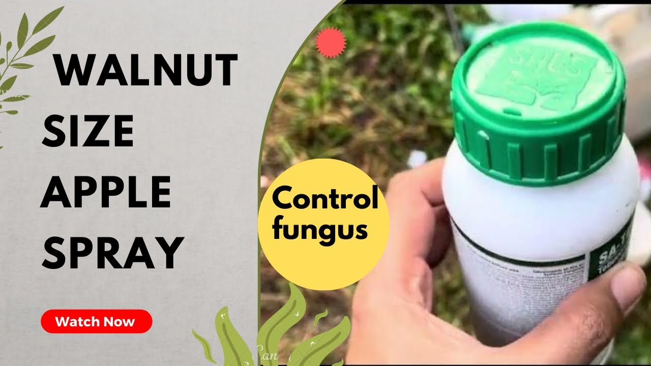 Walnut size apple spray in our orchards - YouTube