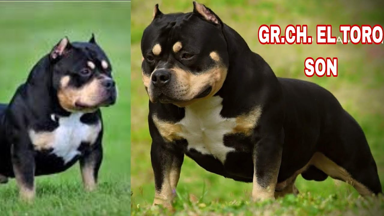 $300 GR.CH. EL TORO SON REDBULL OPEN FOR STUD - YouTube