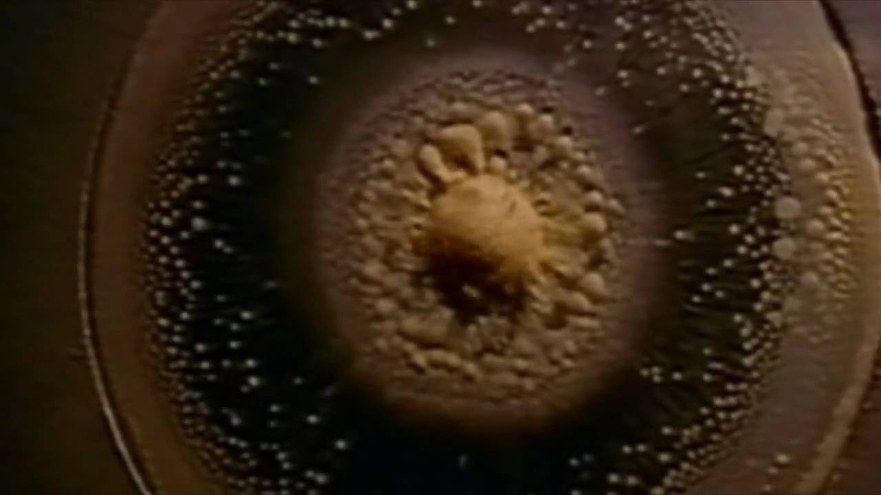Cymatics, Fractals, and The Spirit Molecule (HD) - YouTube