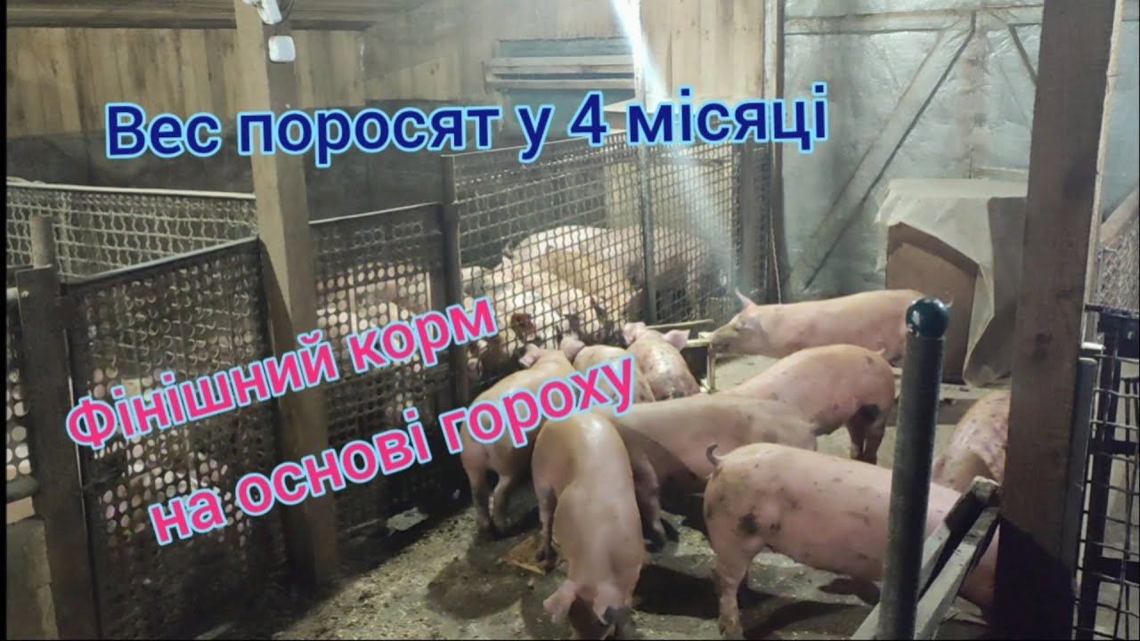 Вес поросят у 4 місяці 👍яка ціна на свиней ☝️корм на основі гороху