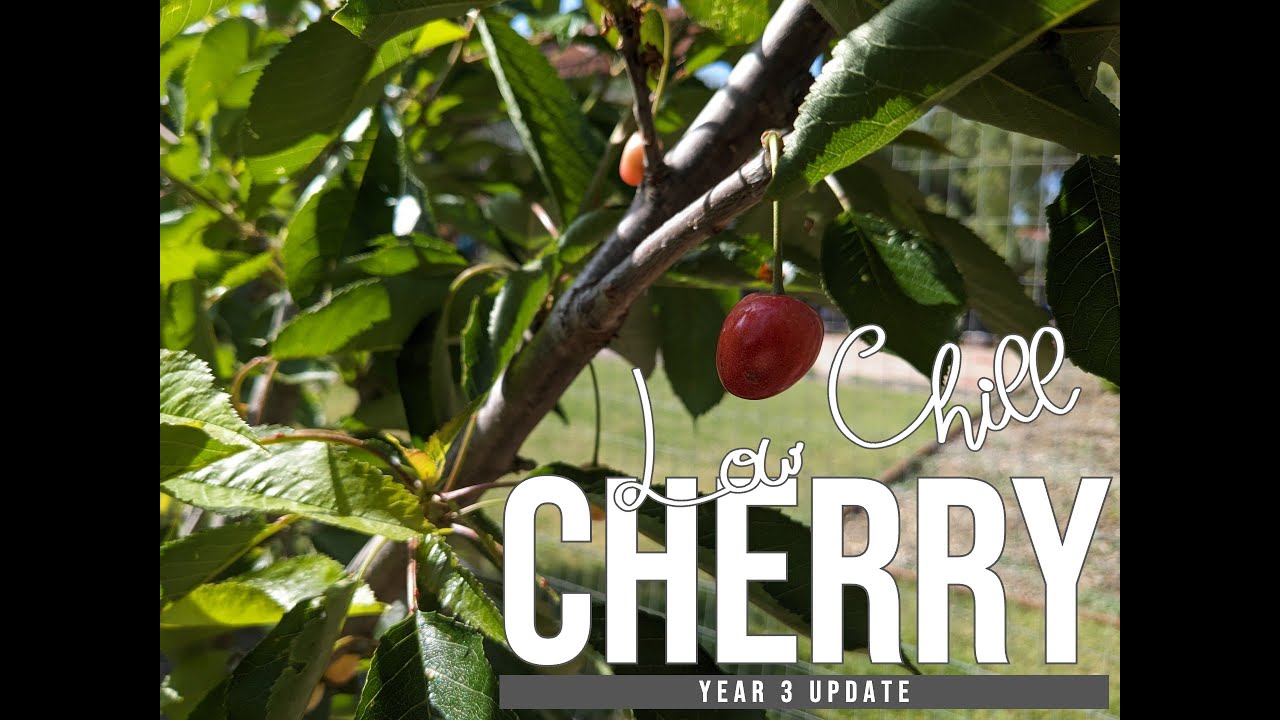 SoCal Low Chill Cherry Update - Year Three | Minnie Royal, Royal Lee ...