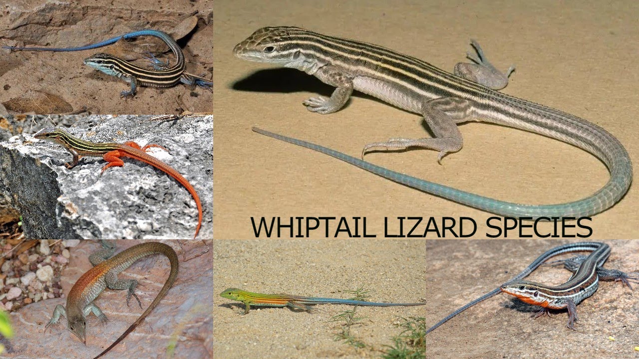All Whiptail Lizard Species / complete list of whiptail lizards / types ...