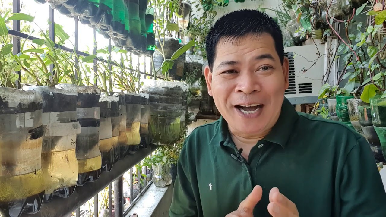 RICE WATER (Hugas Bigas) AS EFFECTIVE NATURAL FERTILIZER - YouTube