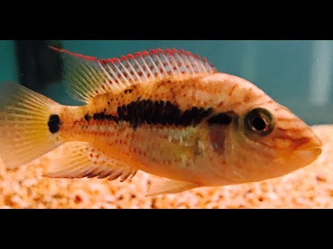 GRAMMODES CHIAPAHEROS ..Or sieve chichlids - YouTube