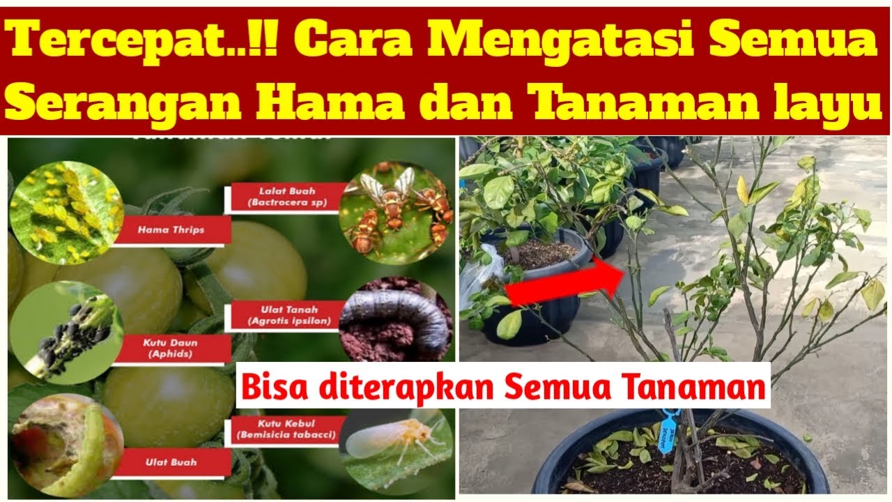 Tercepat..!! Cara Mengatasi Serangan Hama pada Tanaman , Juga Cara ...