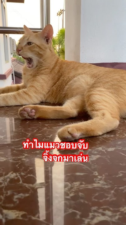#pets #แมว #cats #cutecat #cat #ติดตาม #kitten #cute #catvideos #แมว ...
