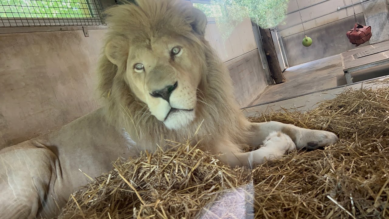 Beautiful Lion having a wash and being vocal 🦁 - YouTube