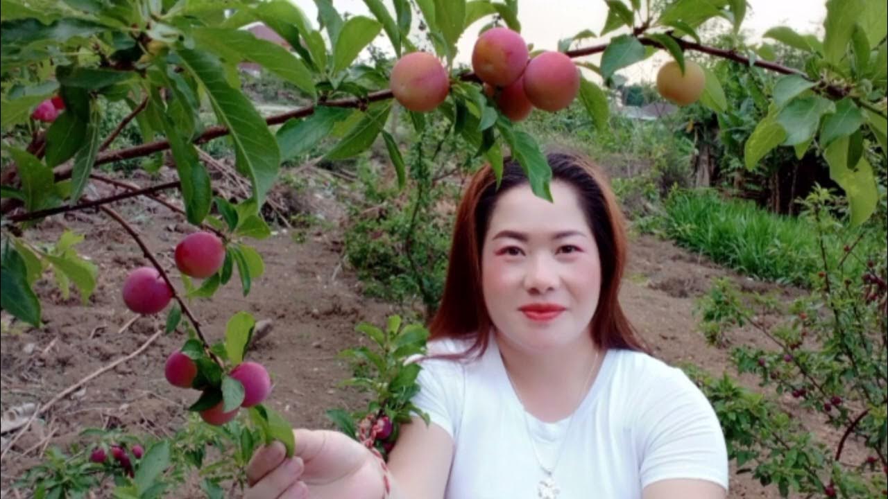 Zij poj niam thov kuv mus mus pab tos niam tais aim thiaj lem rov qab 14/07/2023 - YouTube