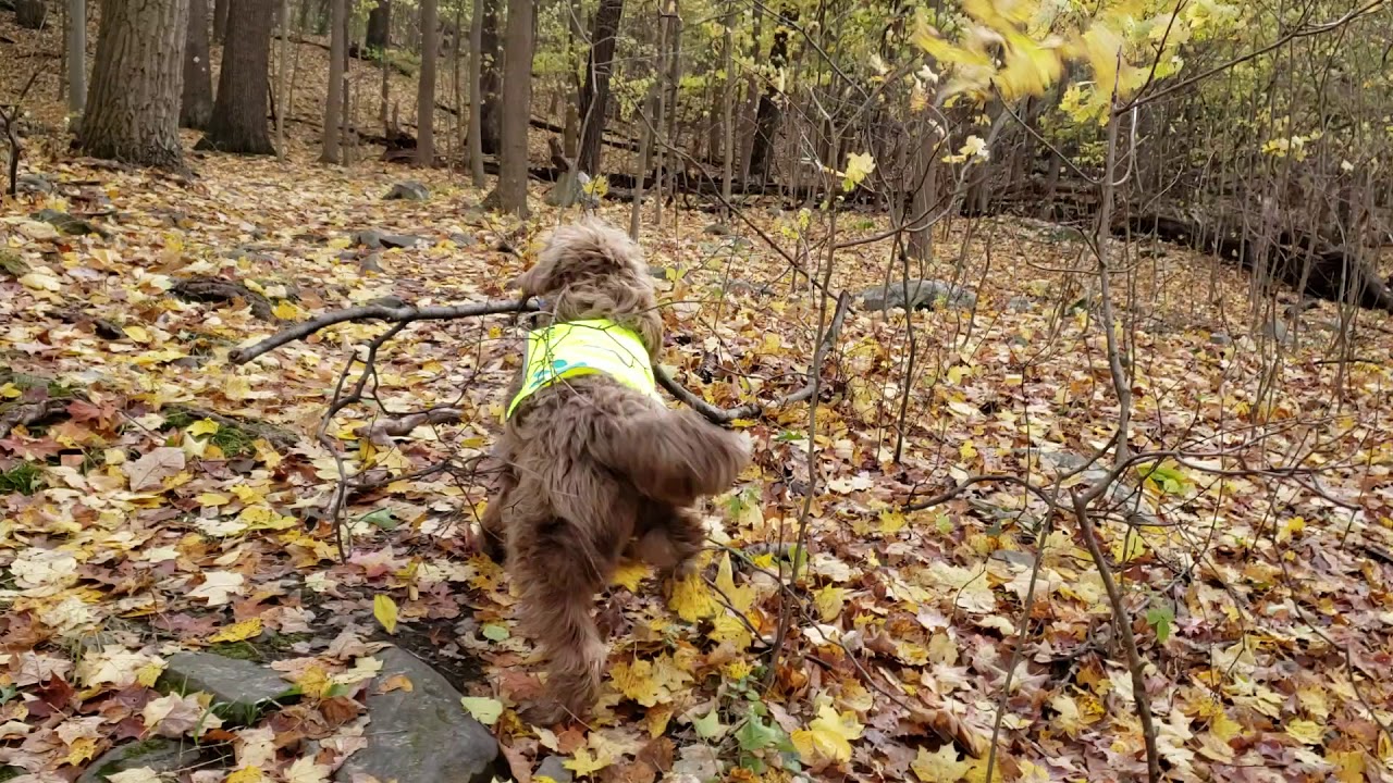 Loki with a big branch lol - YouTube