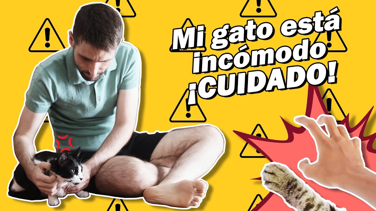 5 COSAS que te indican que tu GATO está INCÓMODO/TENSO en alguna ...