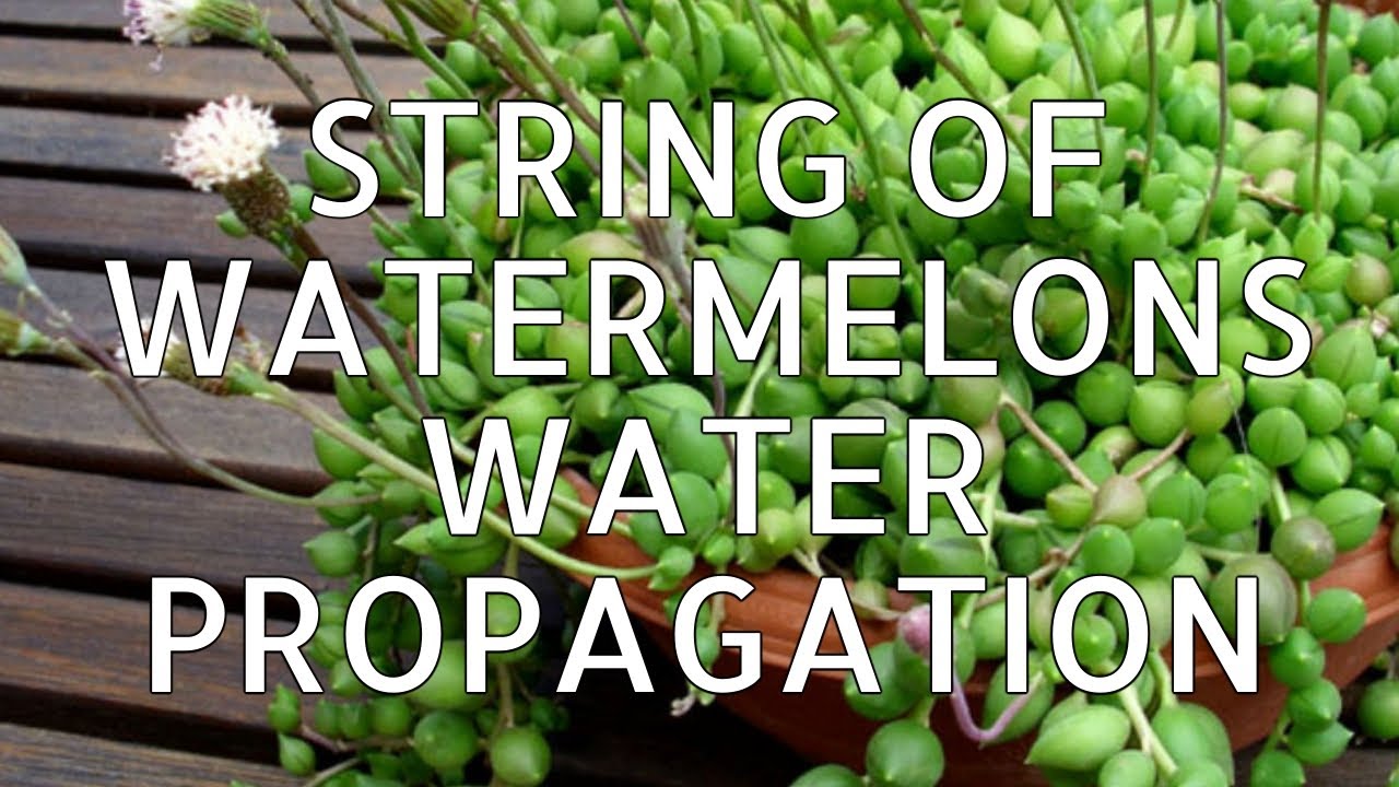 How to water propagate String of Watermelon #nature - YouTube