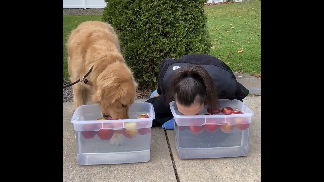 Autumn Activities and Halloween Fun: Bobbing for Apples Competition ...